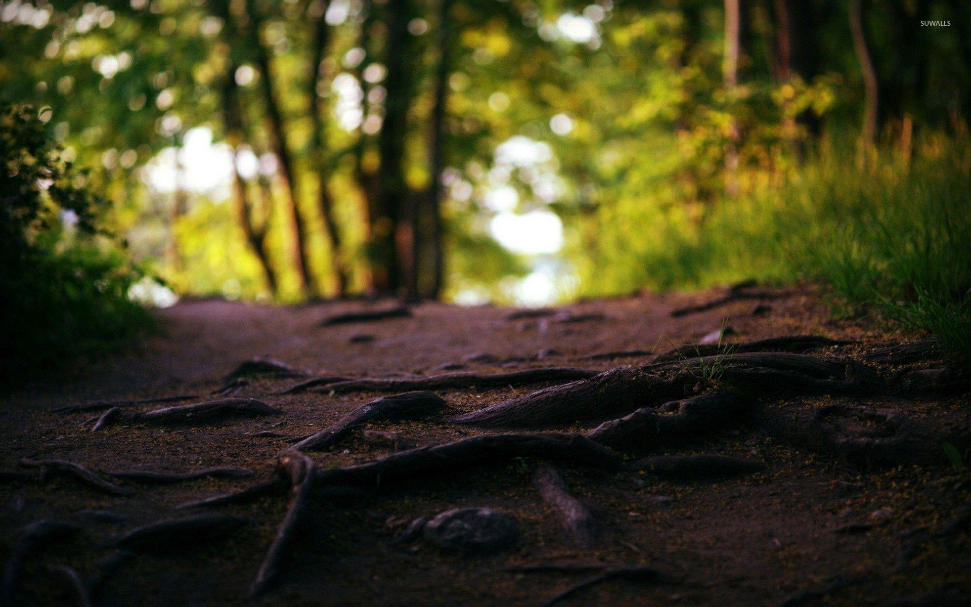 Tree Root Wallpapers - Top Free Tree Root Backgrounds - WallpaperAccess