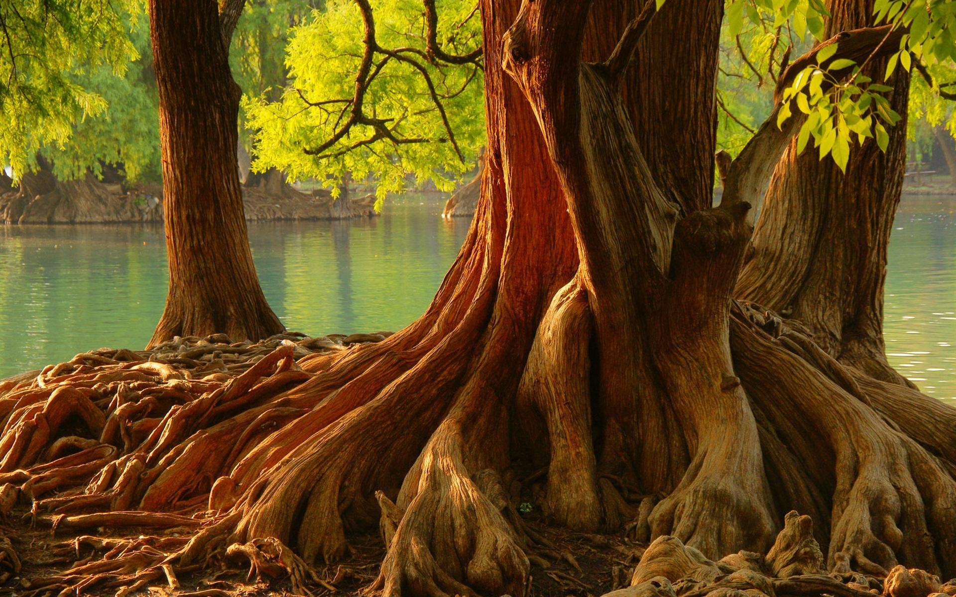 Tree Root Wallpapers - Top Free Tree Root Backgrounds - WallpaperAccess