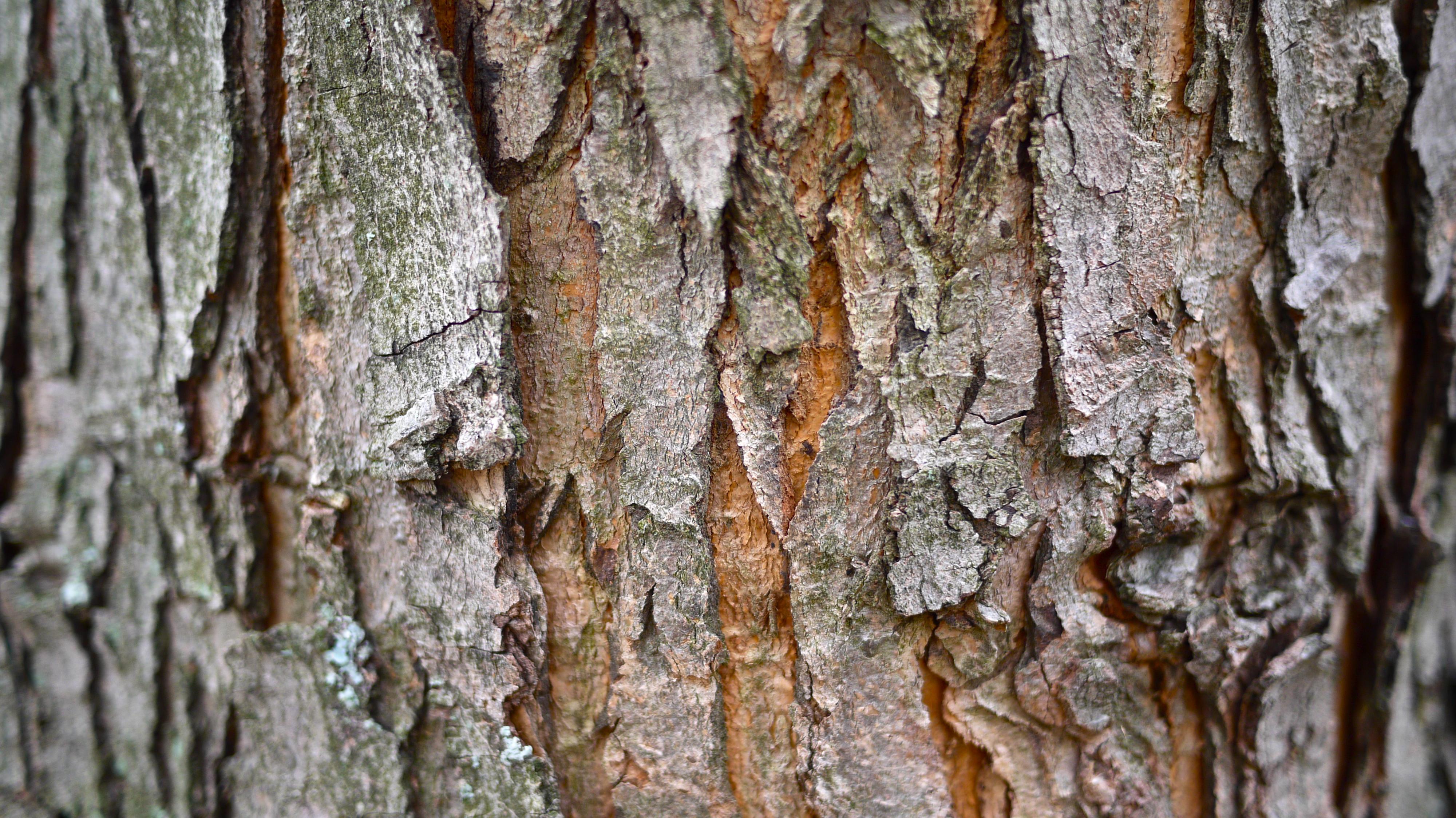 Tree Bark Wallpapers - Top Free Tree Bark Backgrounds - WallpaperAccess