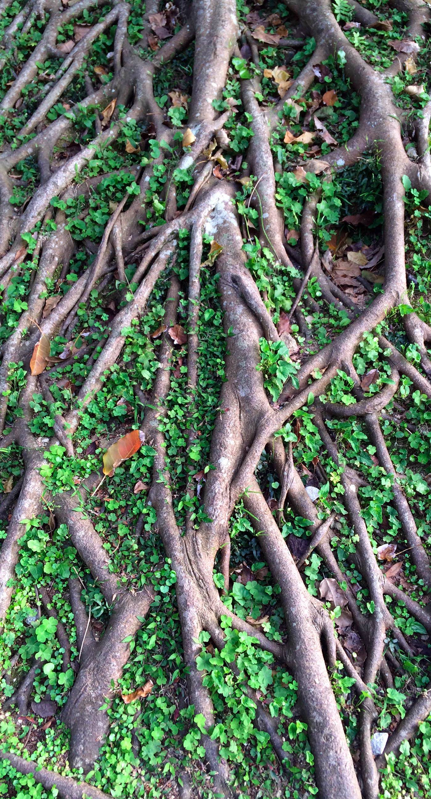 Tree Root Wallpapers - Top Free Tree Root Backgrounds - WallpaperAccess