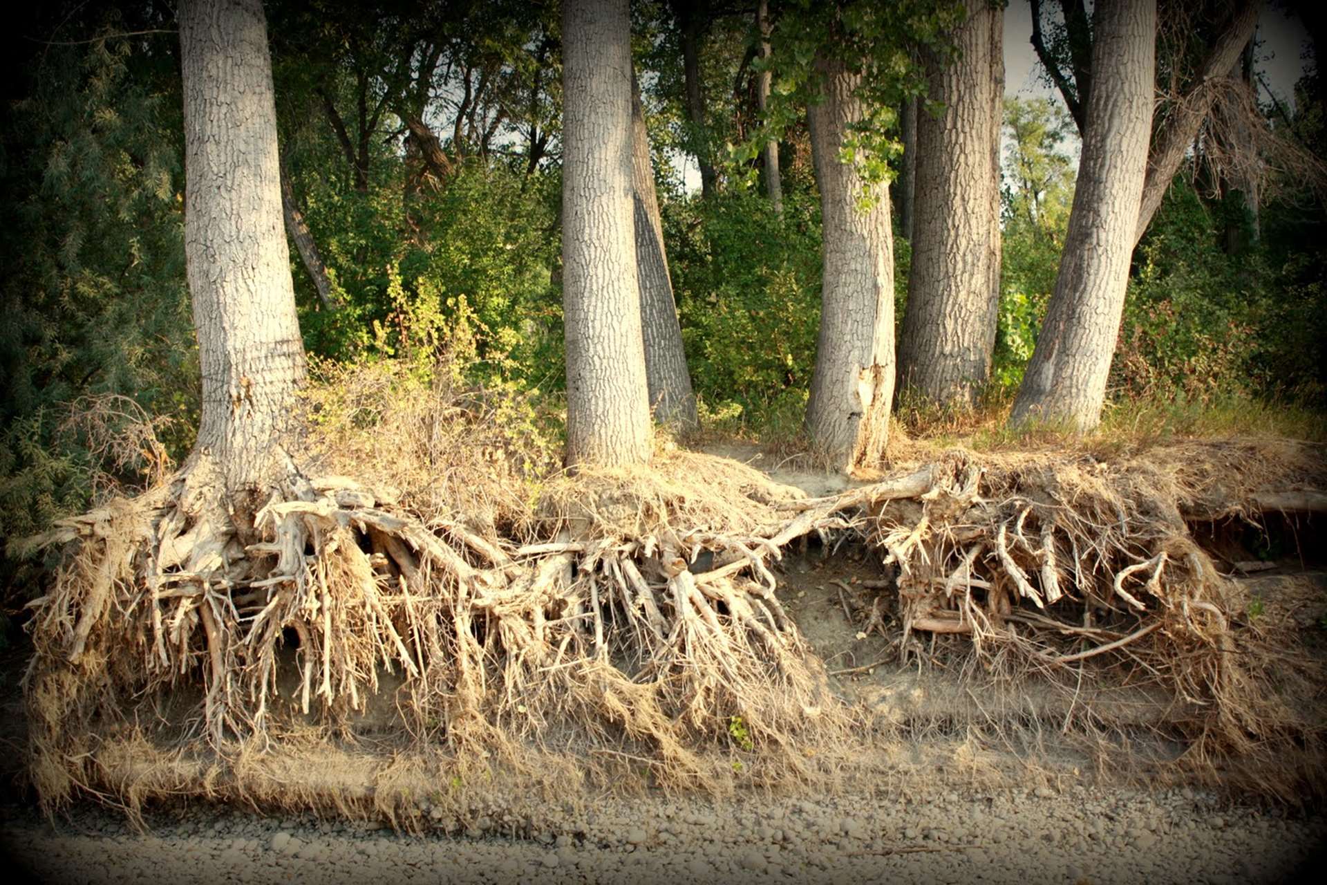 Tree Root Wallpapers - Top Free Tree Root Backgrounds - WallpaperAccess
