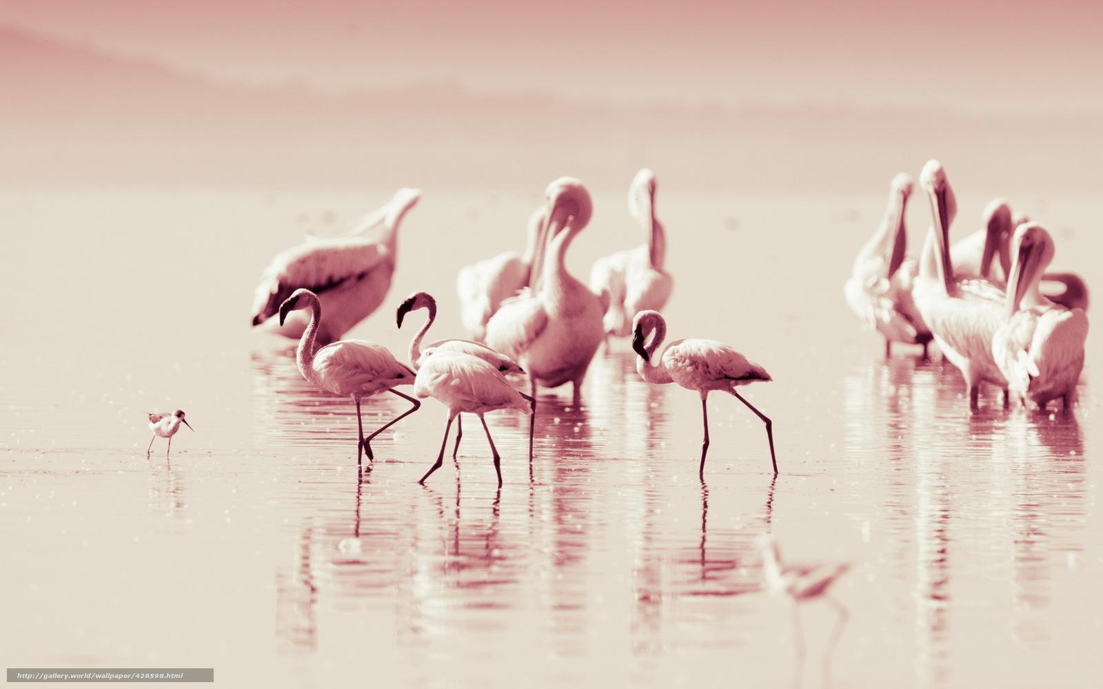 Cute Flamingo Desktop Wallpapers - Top Free Cute Flamingo Desktop ...