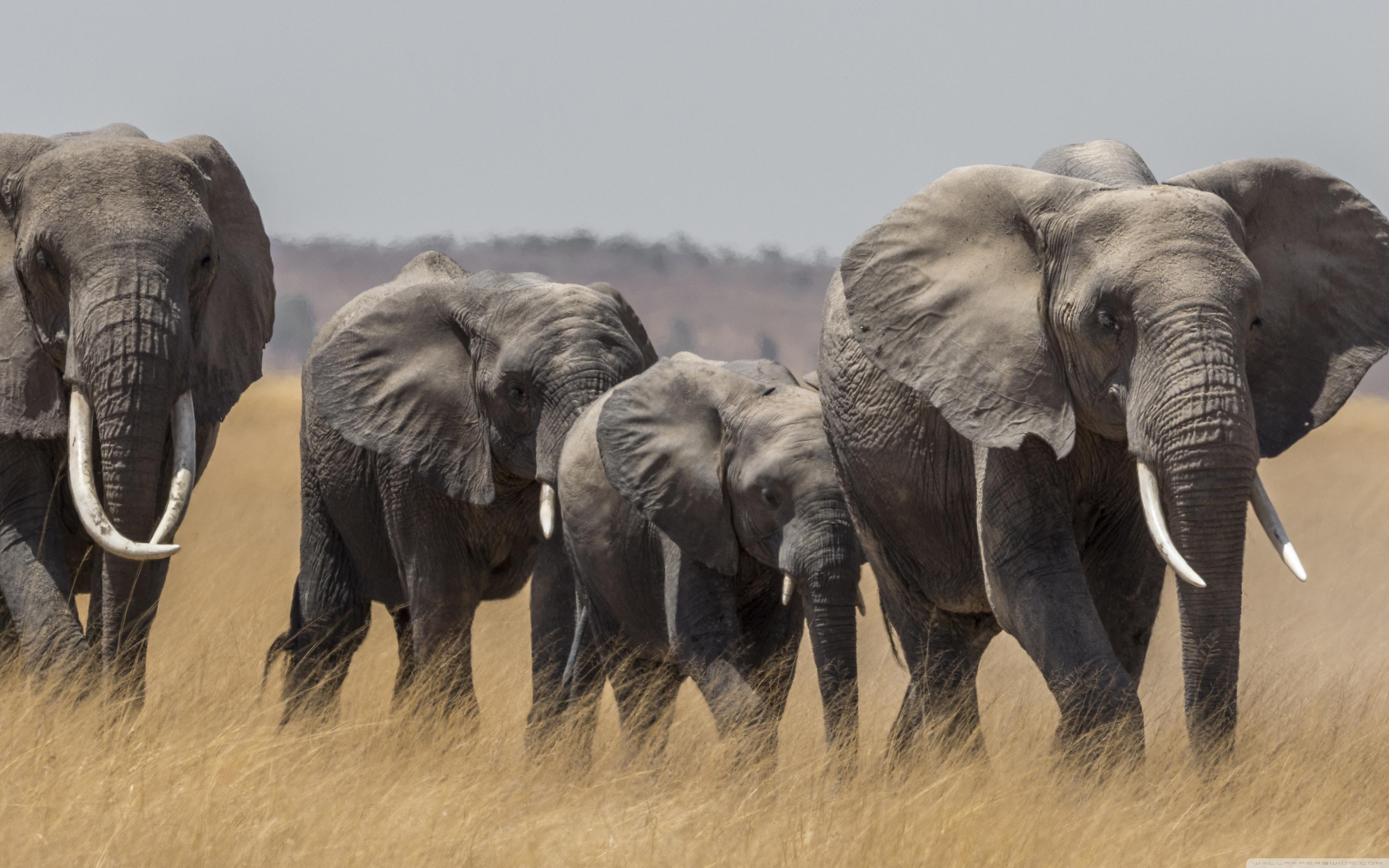 Maasai Mara Wallpapers - Top Free Maasai Mara Backgrounds - WallpaperAccess