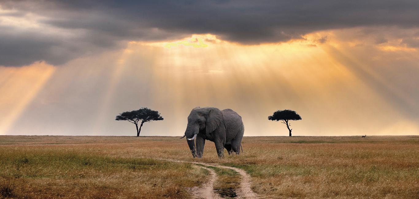 Maasai Mara Wallpapers - Top Free Maasai Mara Backgrounds - WallpaperAccess