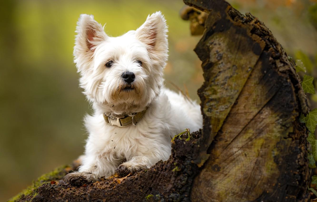 Westie Wallpapers - Top Free Westie Backgrounds - WallpaperAccess