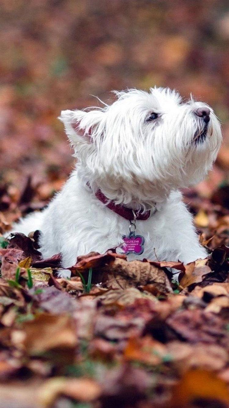 Westie Wallpapers - Top Free Westie Backgrounds - WallpaperAccess