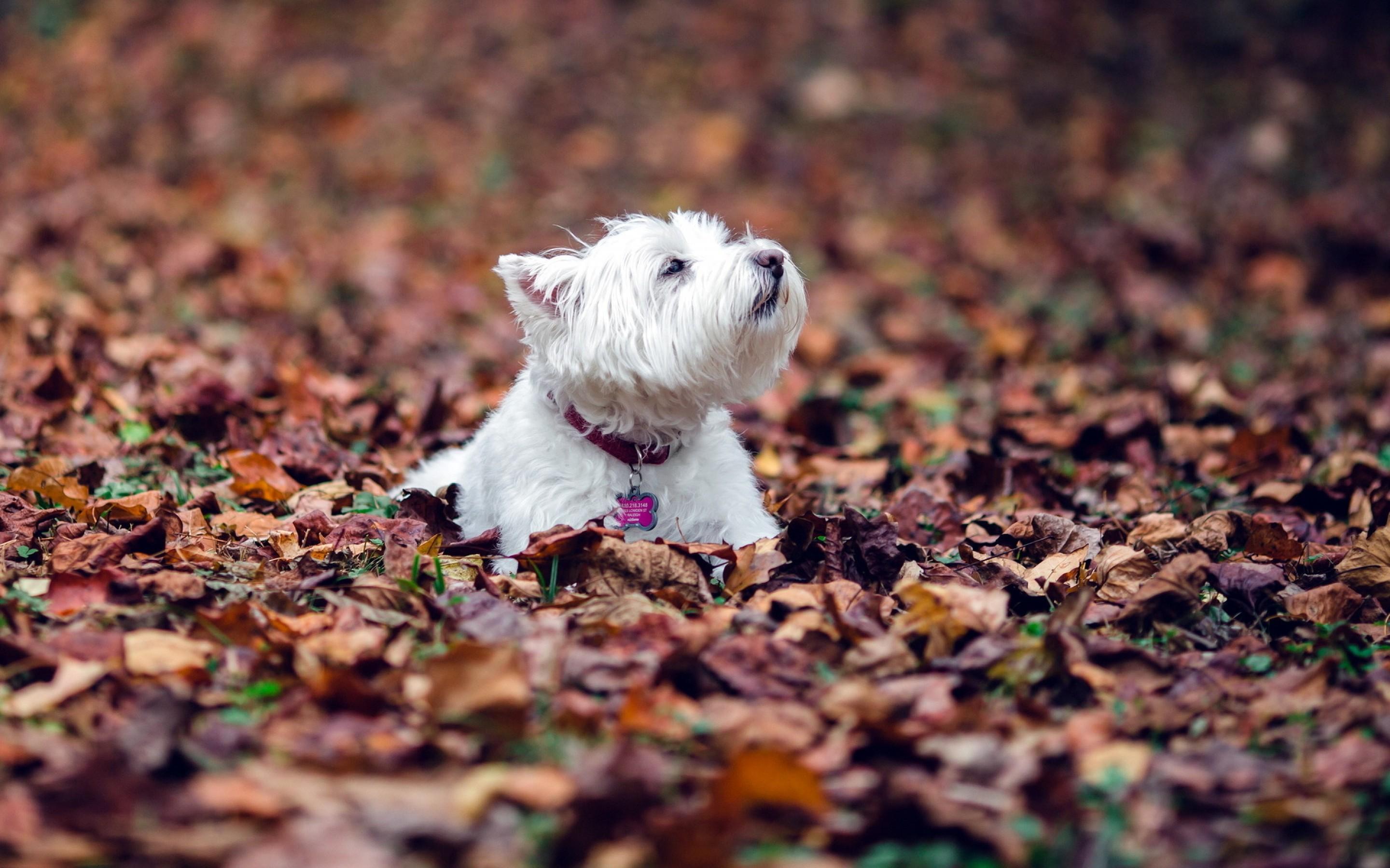 Westie Wallpapers - Top Free Westie Backgrounds - WallpaperAccess
