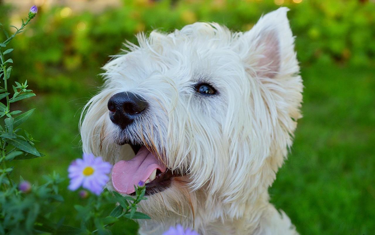 Westie Wallpapers - Top Free Westie Backgrounds - WallpaperAccess