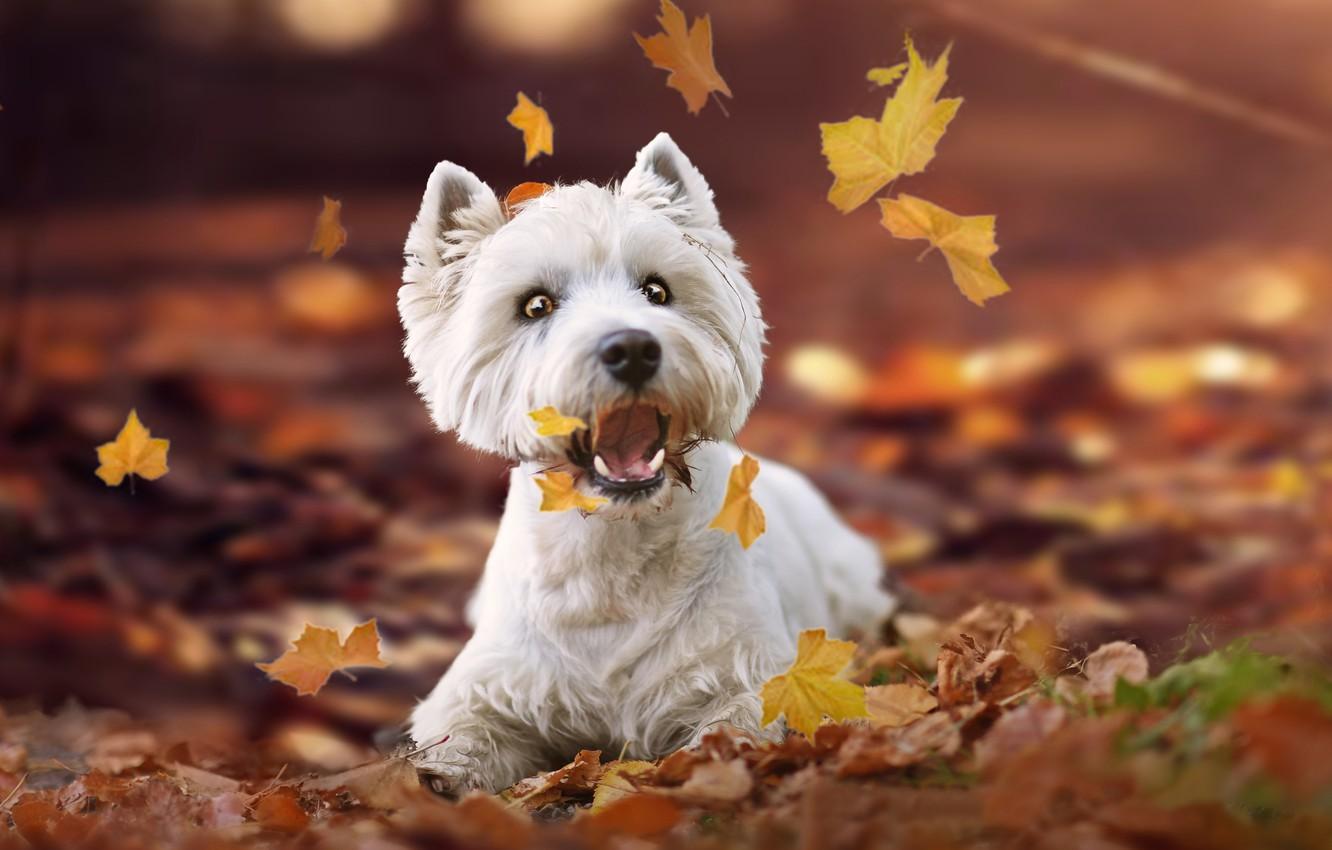 Westie Wallpapers - Top Free Westie Backgrounds - WallpaperAccess