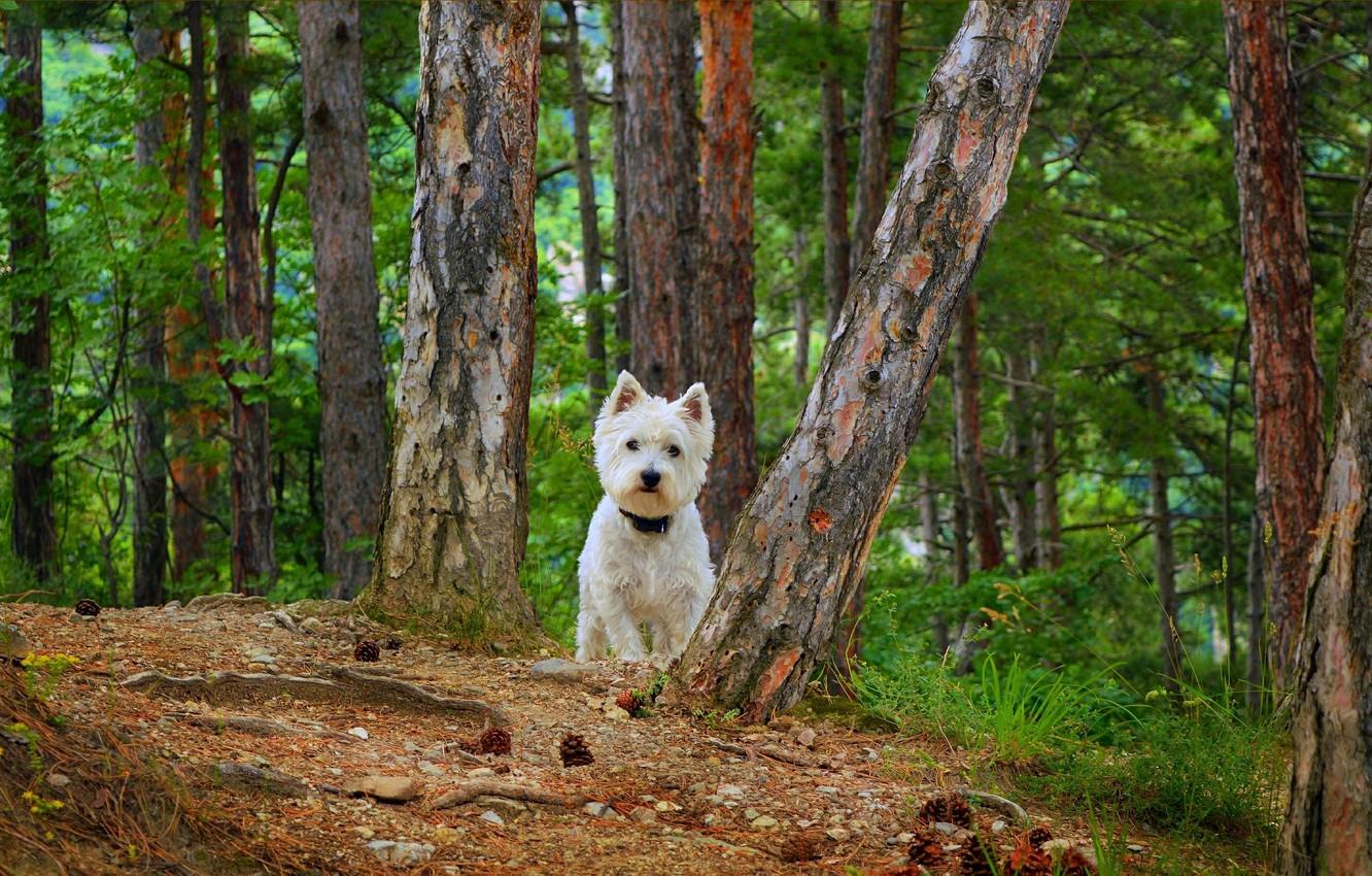 Westie Wallpapers - Top Free Westie Backgrounds - WallpaperAccess