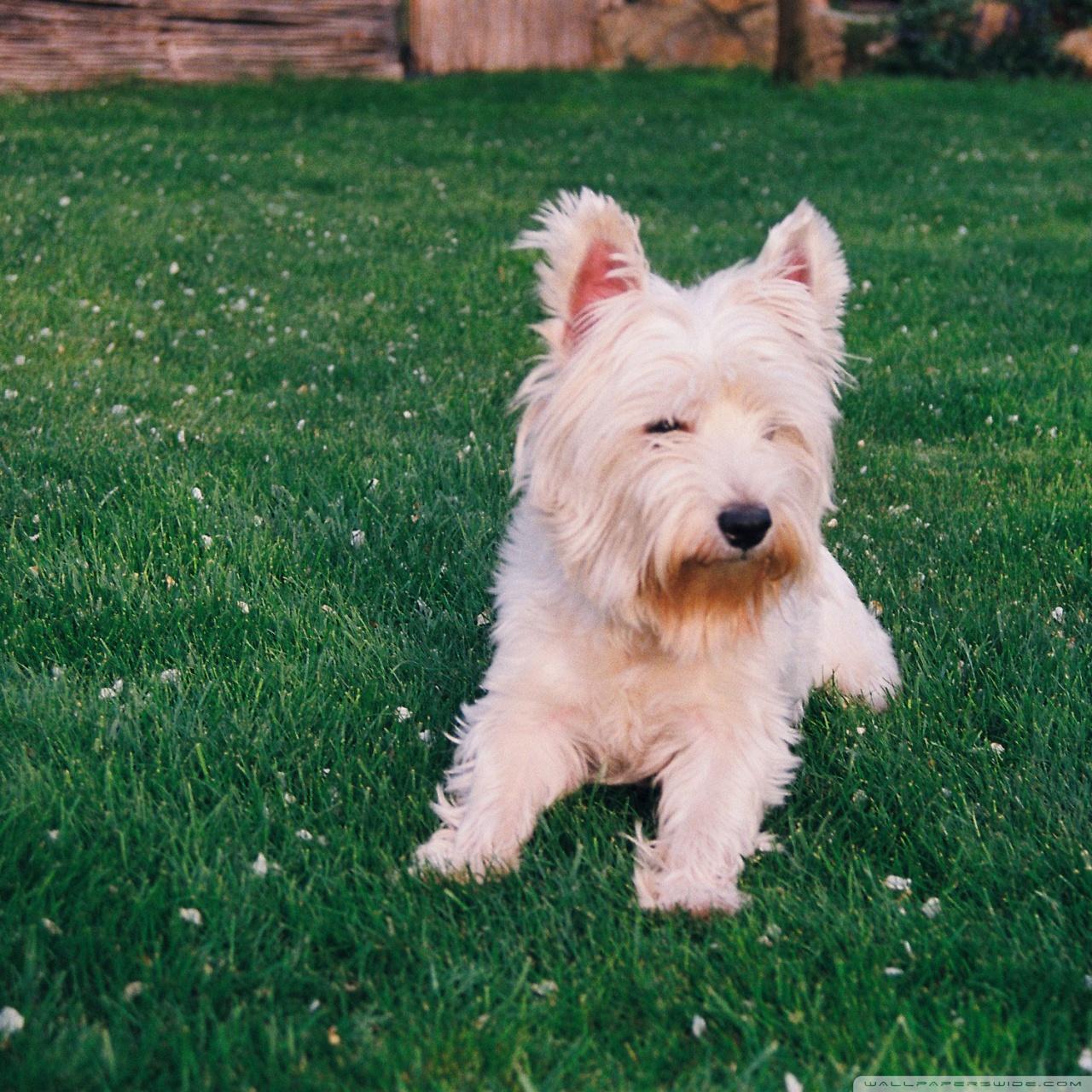 Westie Wallpapers - Top Free Westie Backgrounds - WallpaperAccess