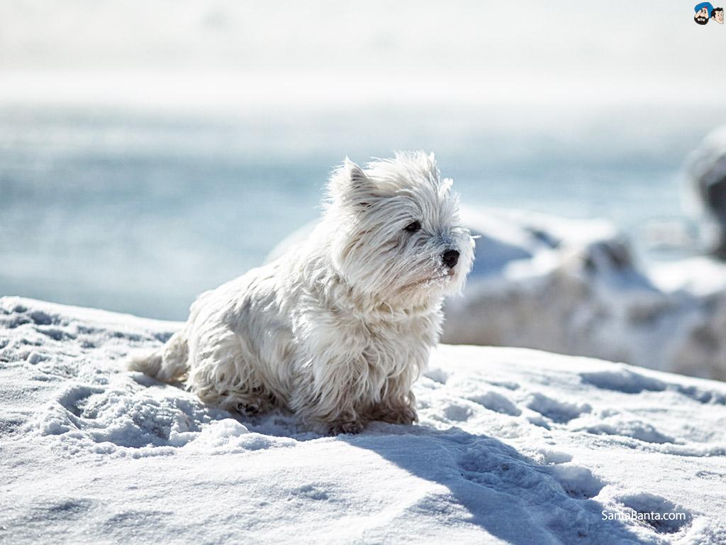Westie Wallpapers - Top Free Westie Backgrounds - WallpaperAccess