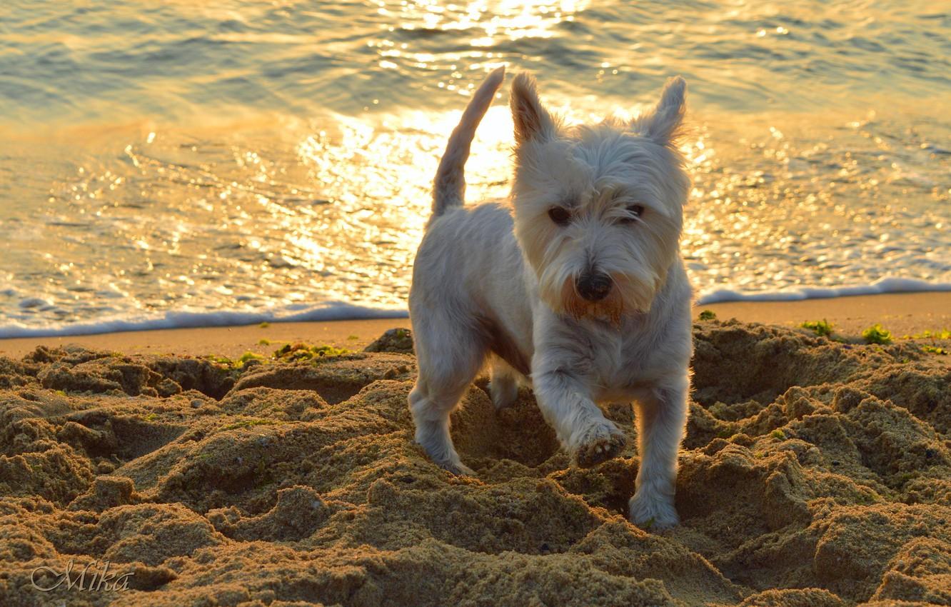 Westie Wallpapers - Top Free Westie Backgrounds - WallpaperAccess