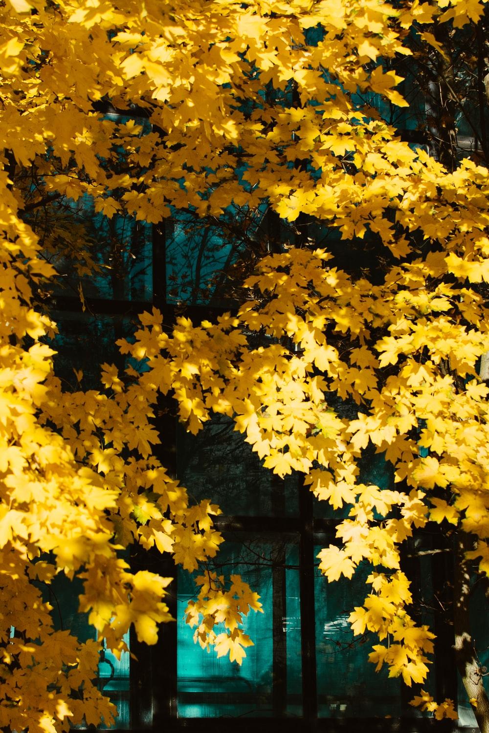 Yellow Leaf Wallpapers - Top Free Yellow Leaf Backgrounds - WallpaperAccess