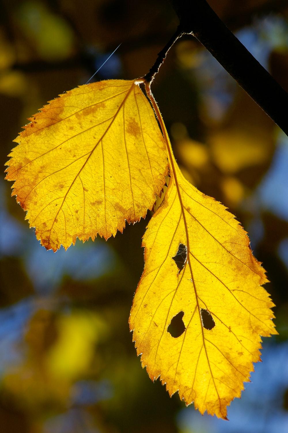 Yellow Leaf Wallpapers - Top Free Yellow Leaf Backgrounds - WallpaperAccess
