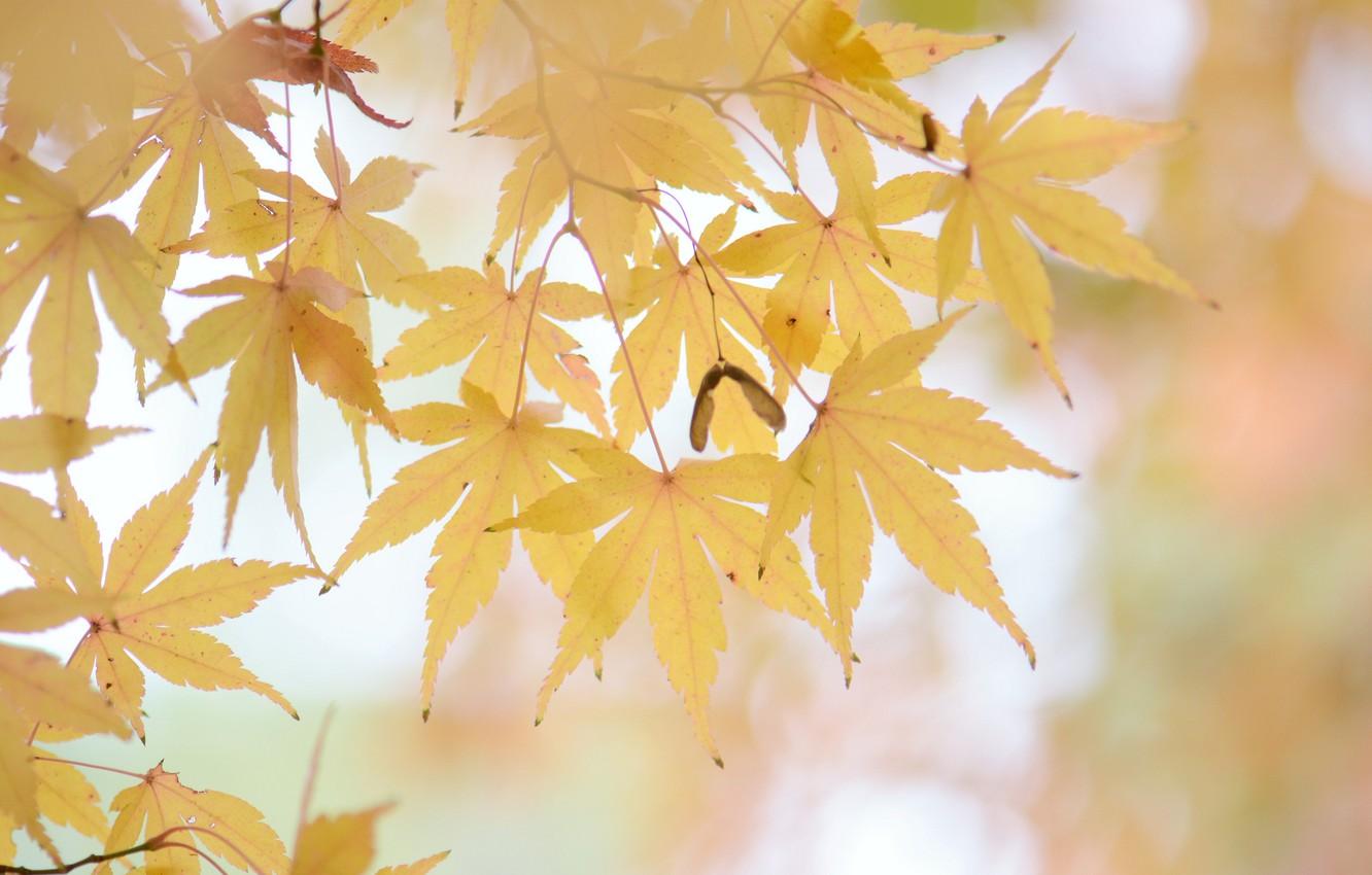 Yellow Leaf Wallpapers - Top Free Yellow Leaf Backgrounds - WallpaperAccess