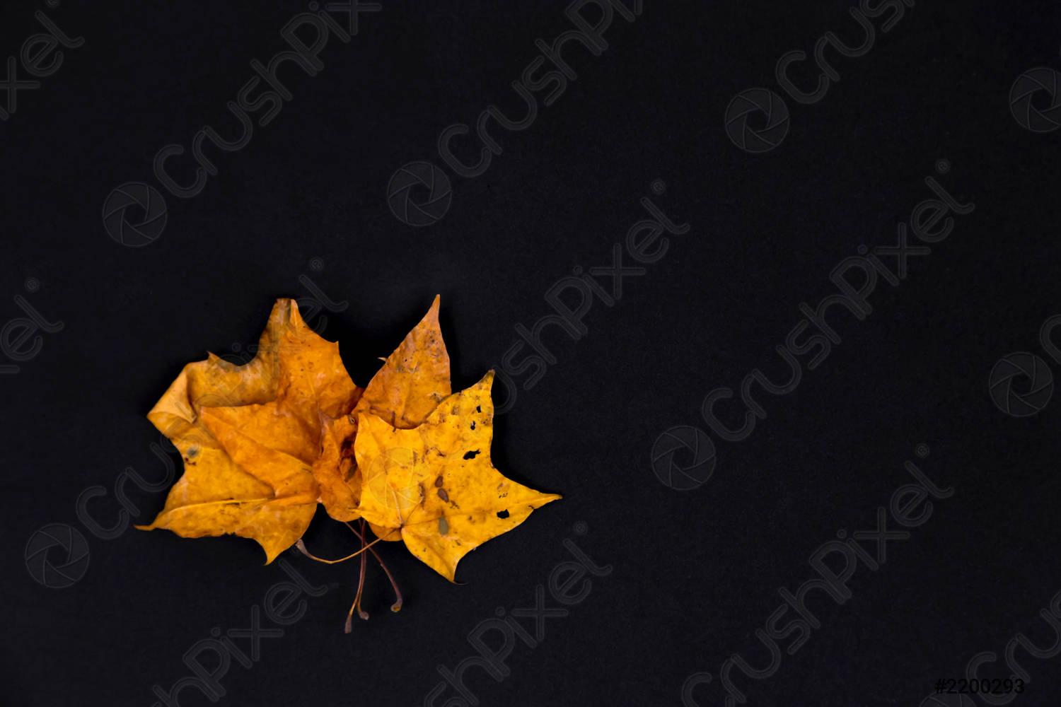 Yellow Leaf Wallpapers - Top Free Yellow Leaf Backgrounds - WallpaperAccess