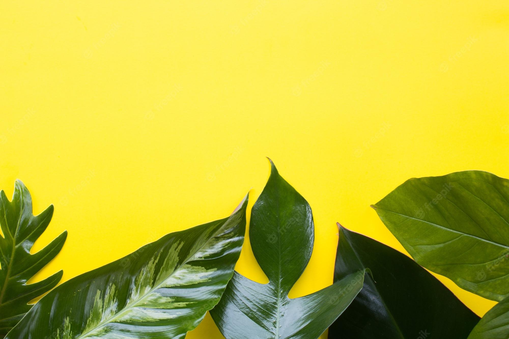 Yellow Leaf Wallpapers - Top Free Yellow Leaf Backgrounds - WallpaperAccess