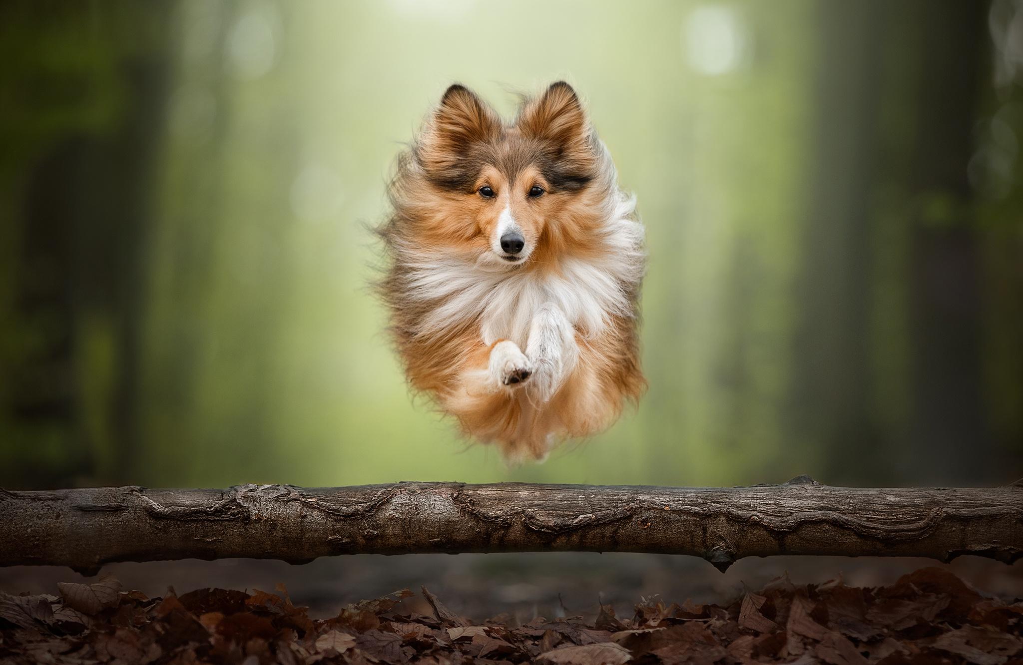 Sheltie Wallpapers - Top Free Sheltie Backgrounds - WallpaperAccess