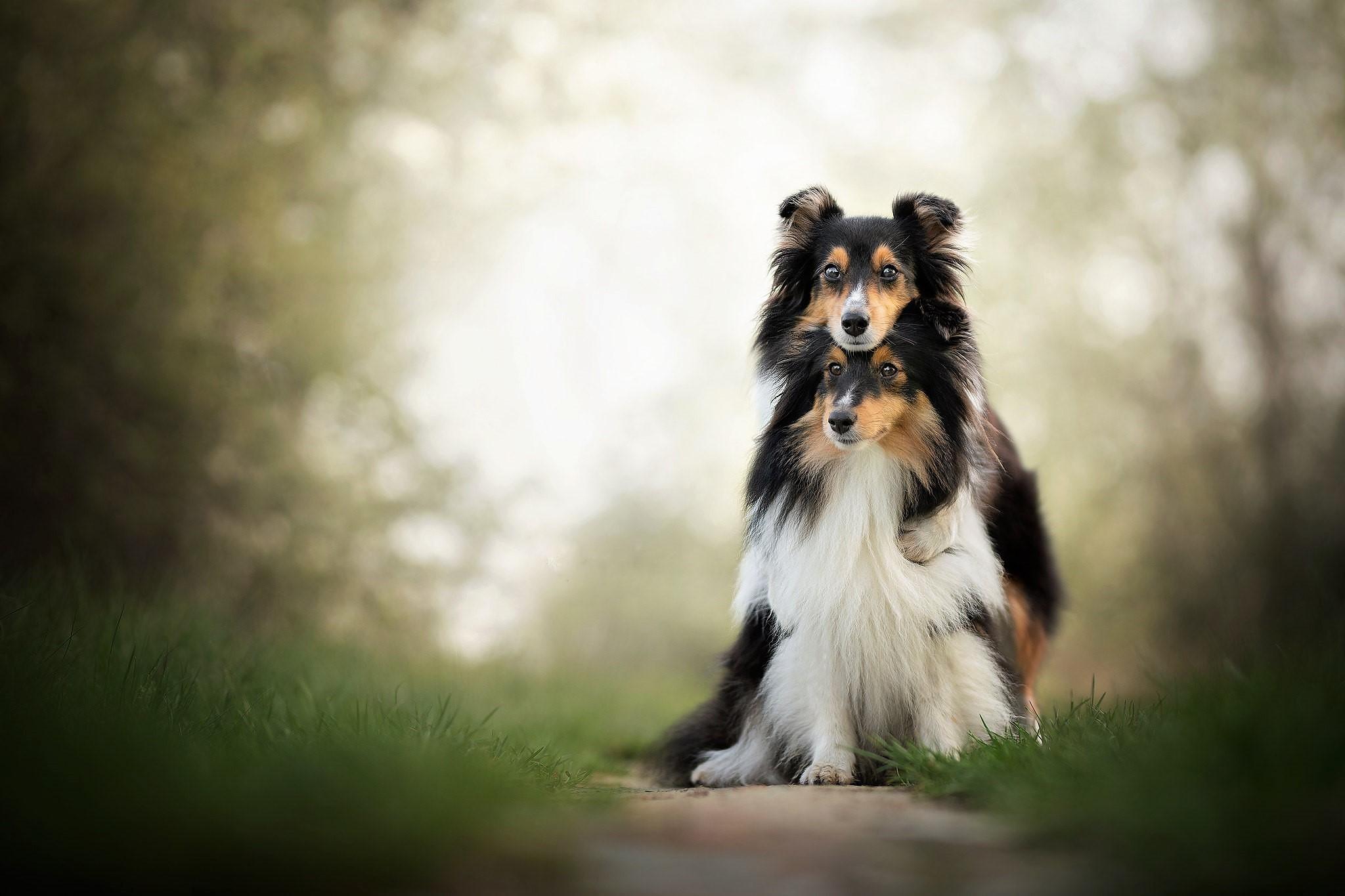 Shetland Sheepdog Wallpapers - Top Free Shetland Sheepdog Backgrounds ...