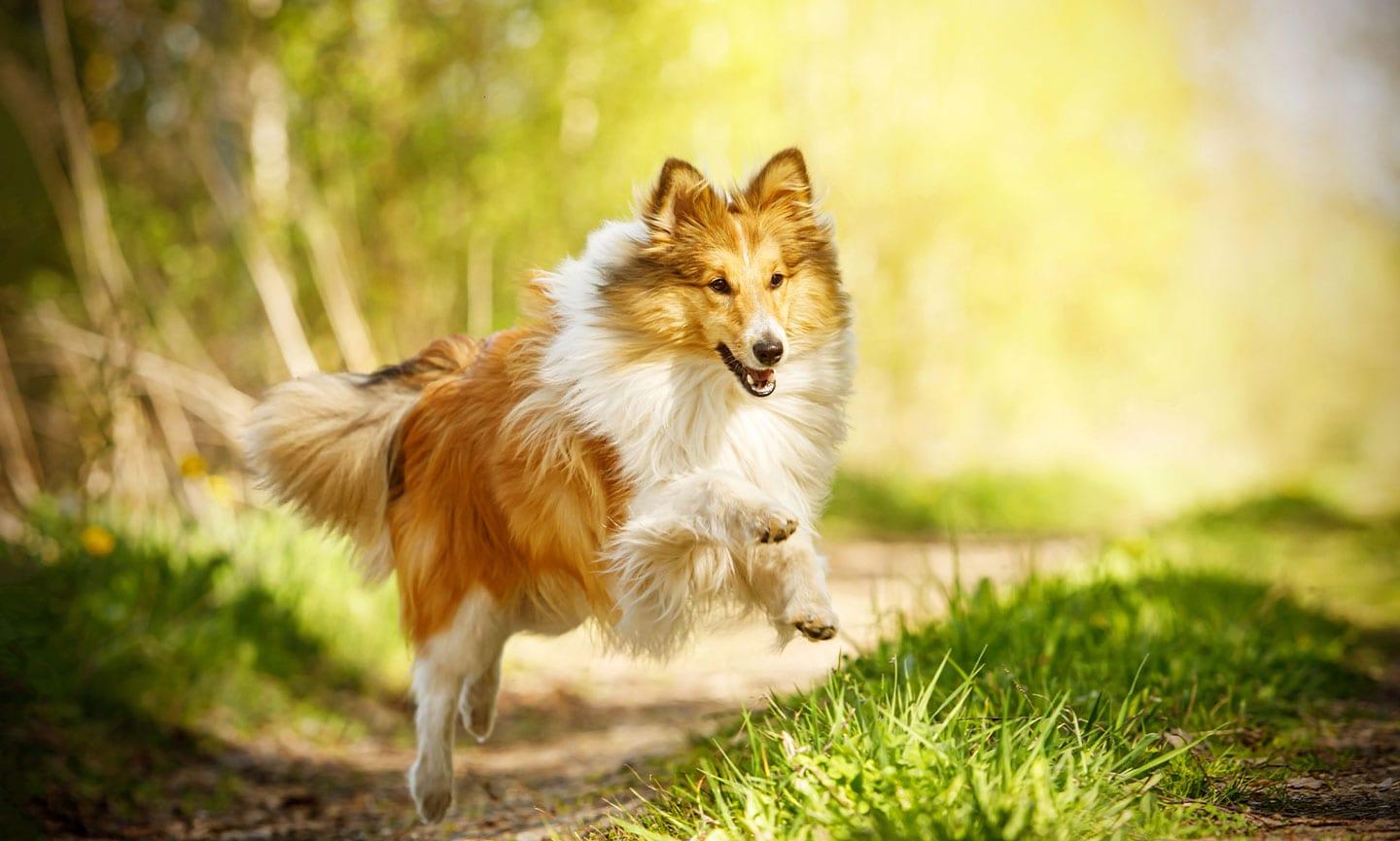Sheltie Wallpapers - Top Free Sheltie Backgrounds - WallpaperAccess