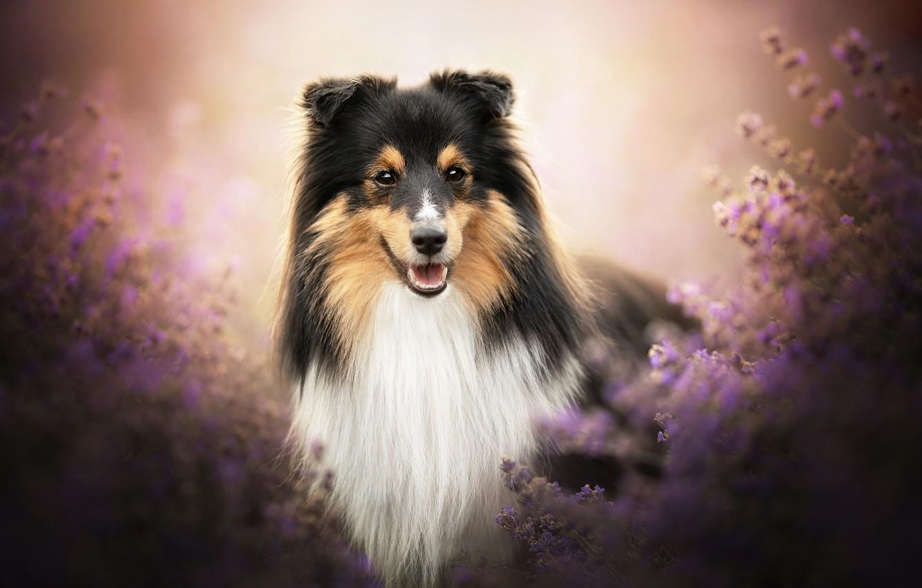 Shetland Sheepdog Wallpapers - Top Free Shetland Sheepdog Backgrounds ...