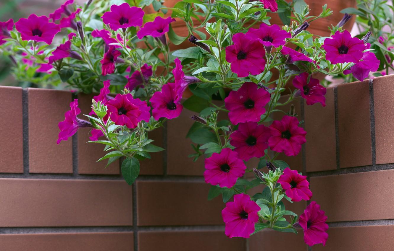 Petunia Wallpapers - Top Free Petunia Backgrounds - WallpaperAccess