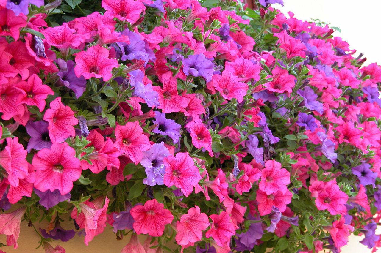 Petunia Wallpapers - Top Free Petunia Backgrounds - WallpaperAccess