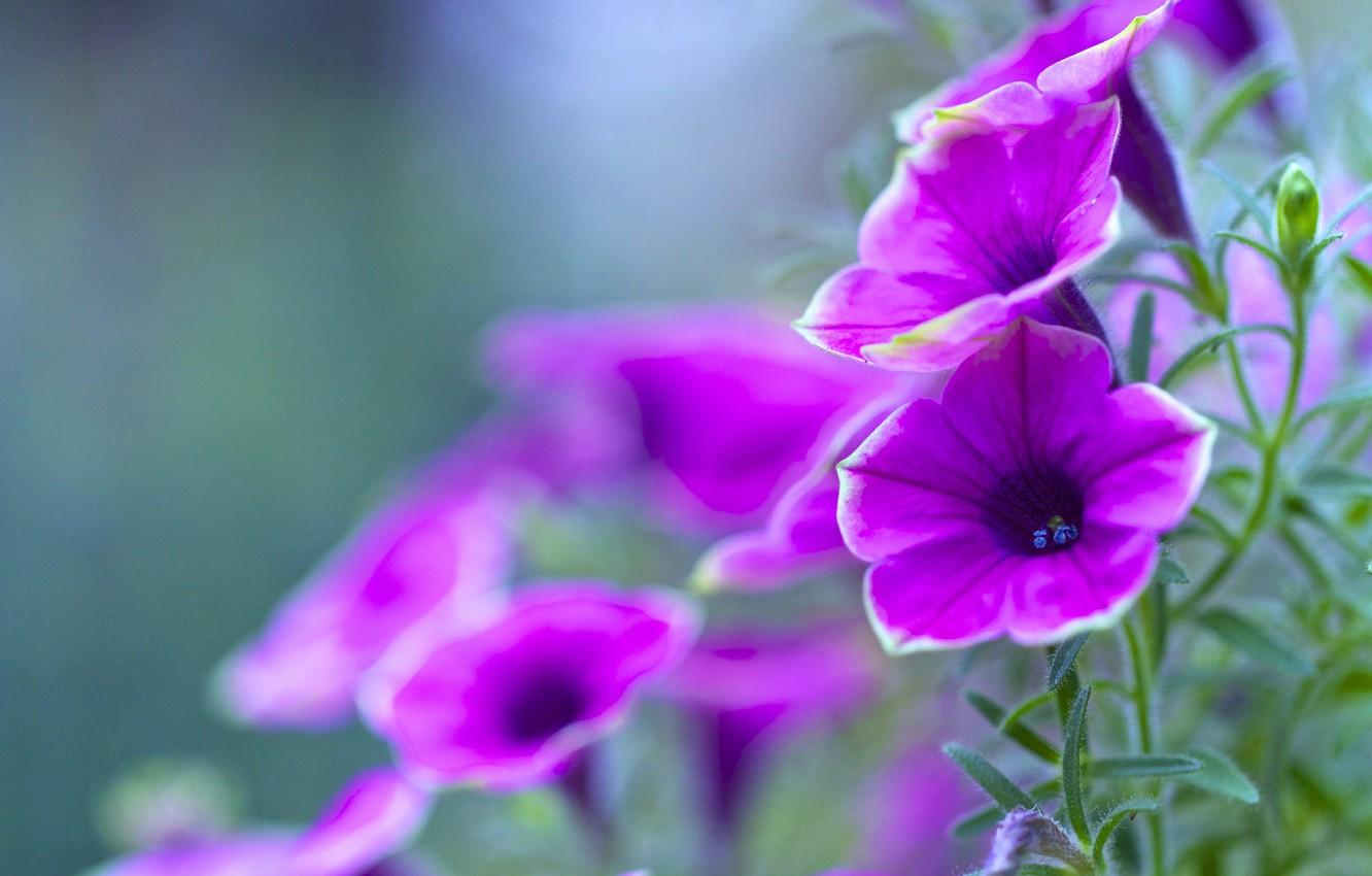 Petunia Wallpapers - Top Free Petunia Backgrounds - WallpaperAccess
