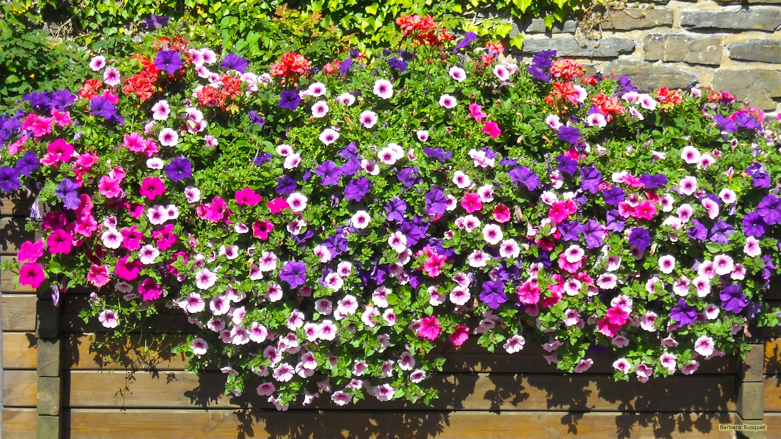 Petunia Wallpapers - Top Free Petunia Backgrounds - WallpaperAccess