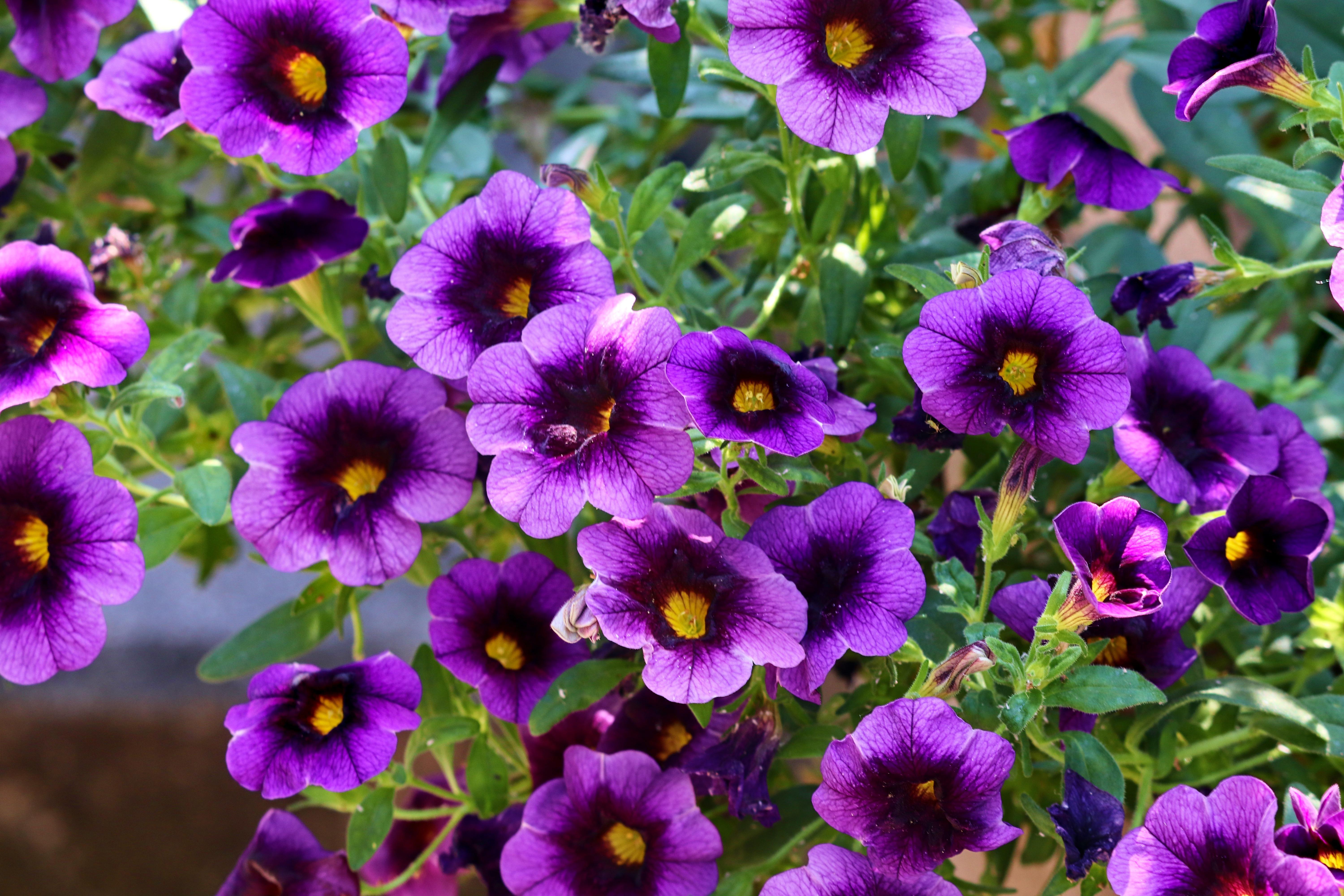 Petunia Wallpapers - Top Free Petunia Backgrounds - WallpaperAccess