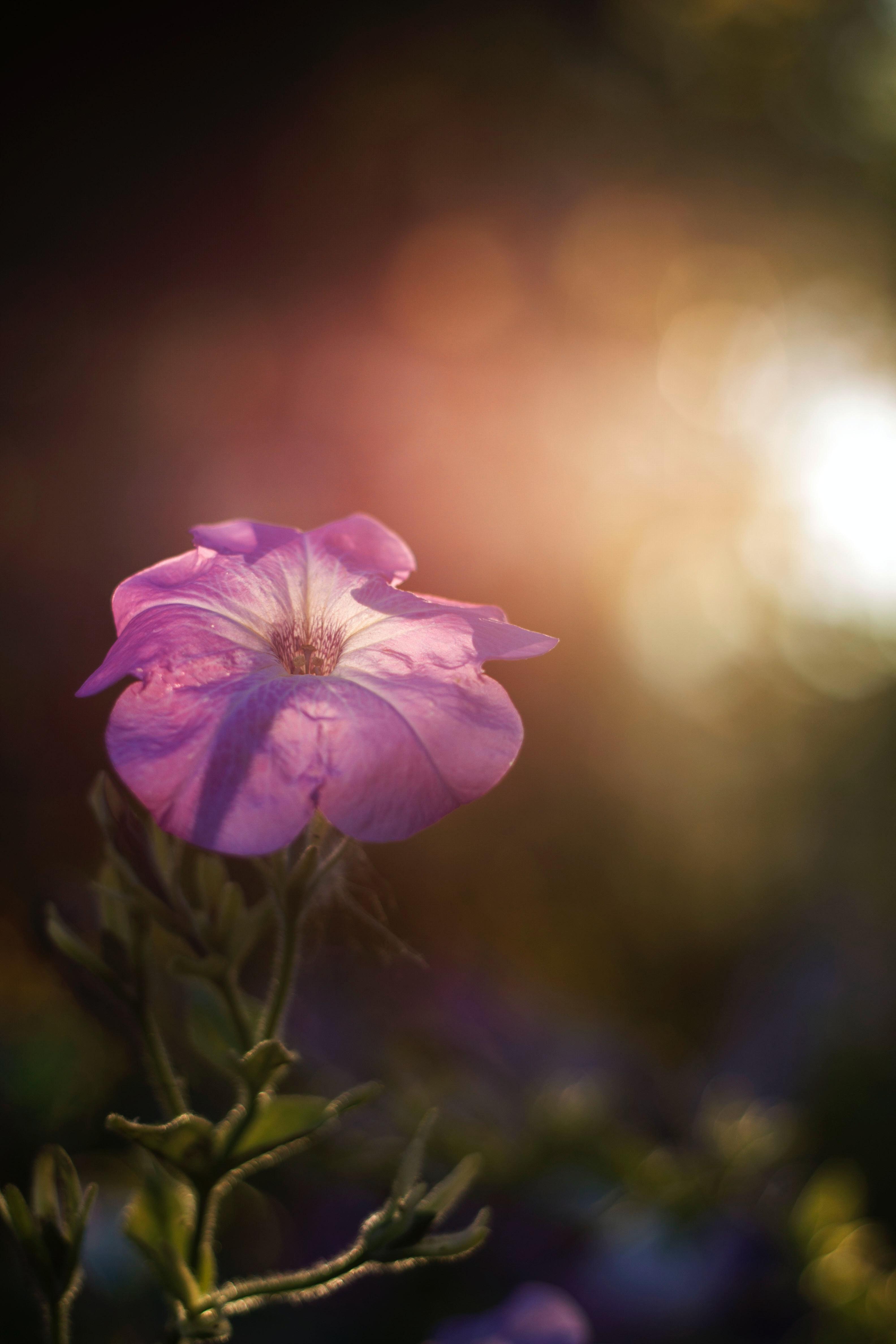 Petunia Wallpapers - Top Free Petunia Backgrounds - WallpaperAccess
