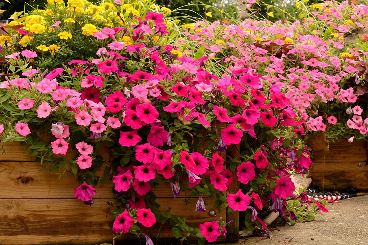Petunia Wallpapers - Top Free Petunia Backgrounds - WallpaperAccess