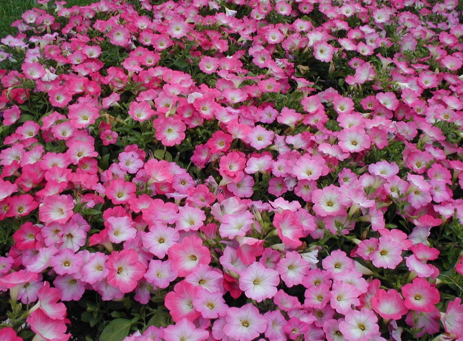 Petunia Wallpapers - Top Free Petunia Backgrounds - WallpaperAccess