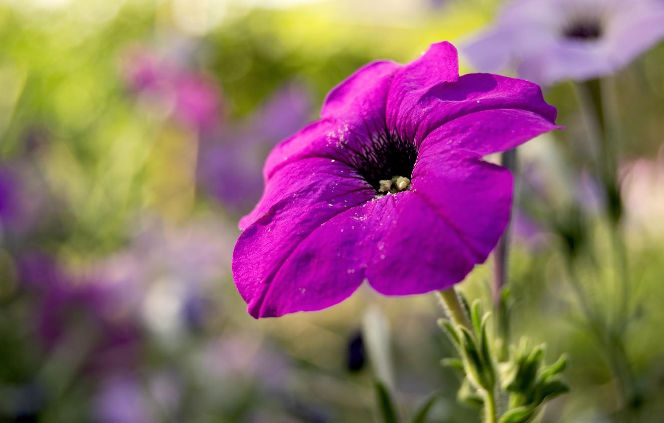 Petunia Wallpapers - Top Free Petunia Backgrounds - WallpaperAccess