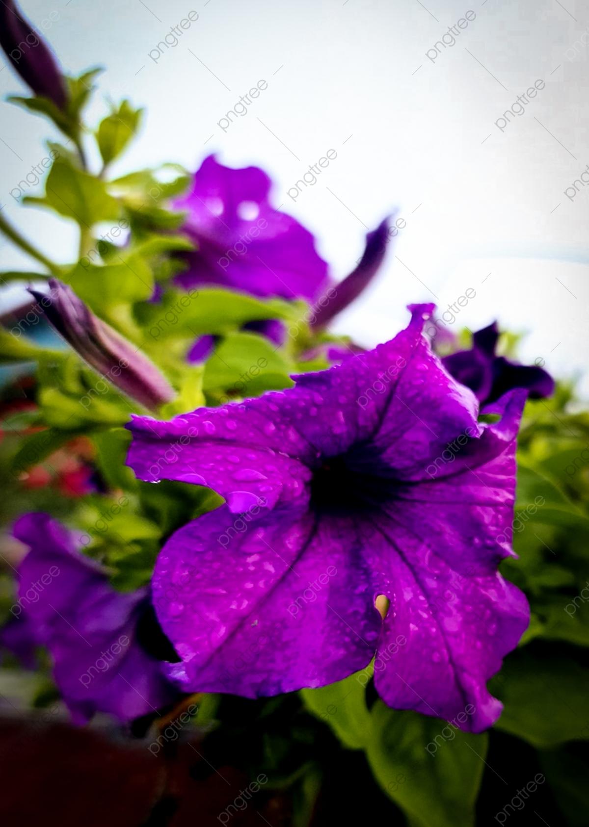 Petunia Wallpapers - Top Free Petunia Backgrounds - WallpaperAccess