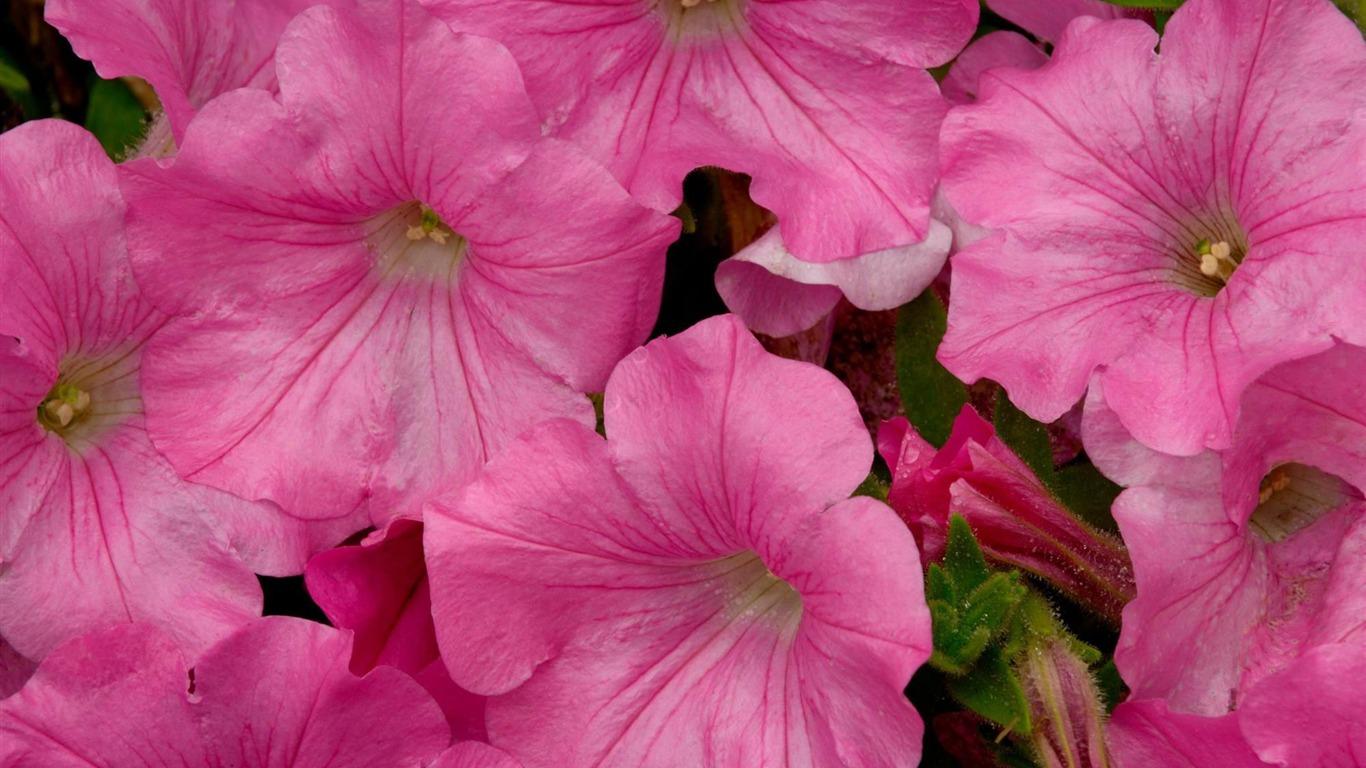 Petunia Wallpapers - Top Free Petunia Backgrounds - WallpaperAccess