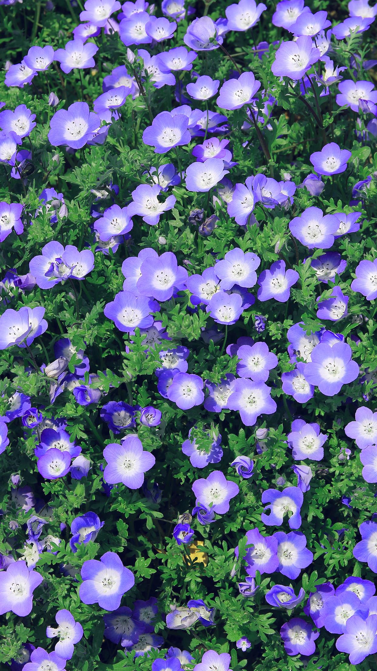 Petunia Wallpapers - Top Free Petunia Backgrounds - WallpaperAccess