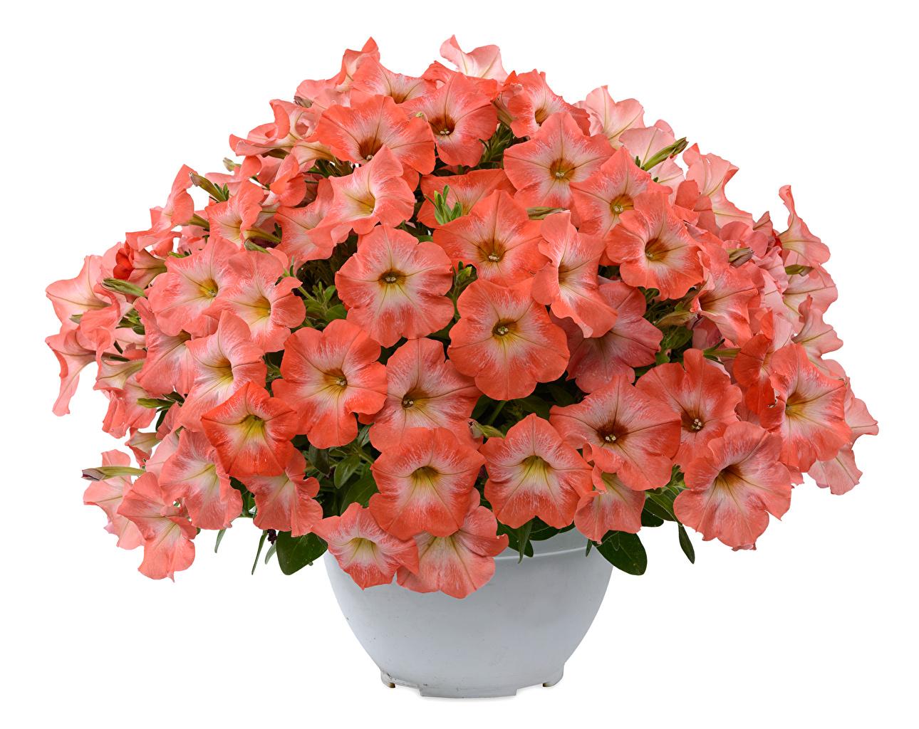 Petunia Wallpapers - Top Free Petunia Backgrounds - WallpaperAccess