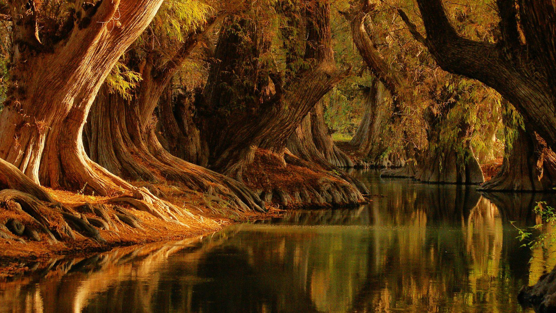 Michoacan Wallpapers - Top Free Michoacan Backgrounds - WallpaperAccess