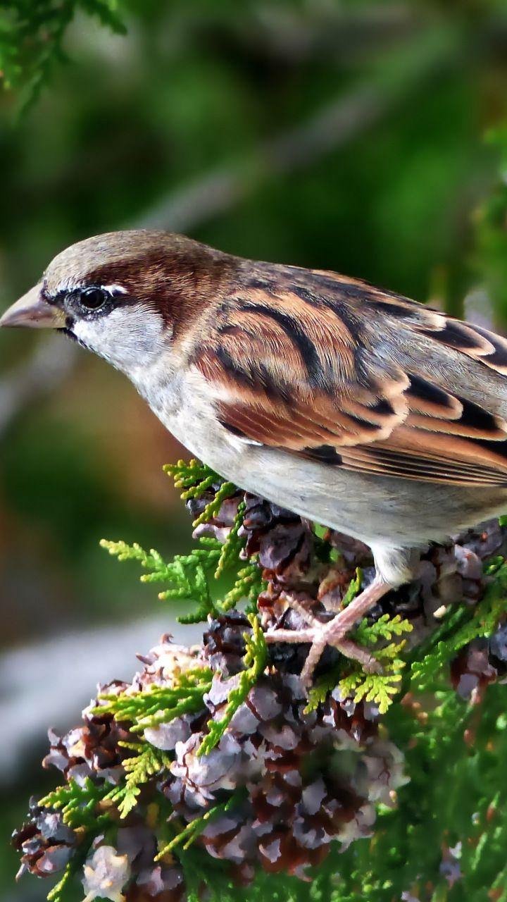 Sparrow Bird Wallpapers - Top Free Sparrow Bird Backgrounds ...