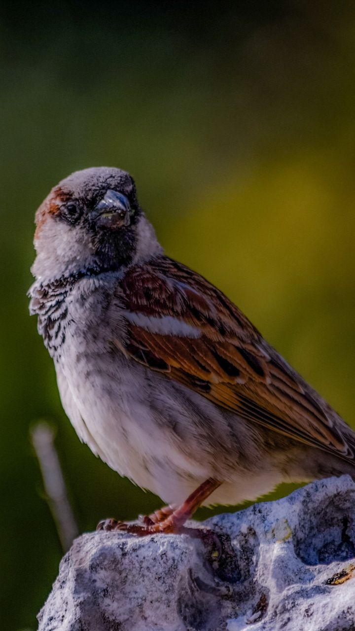 Sparrow Bird Wallpapers - Top Free Sparrow Bird Backgrounds ...