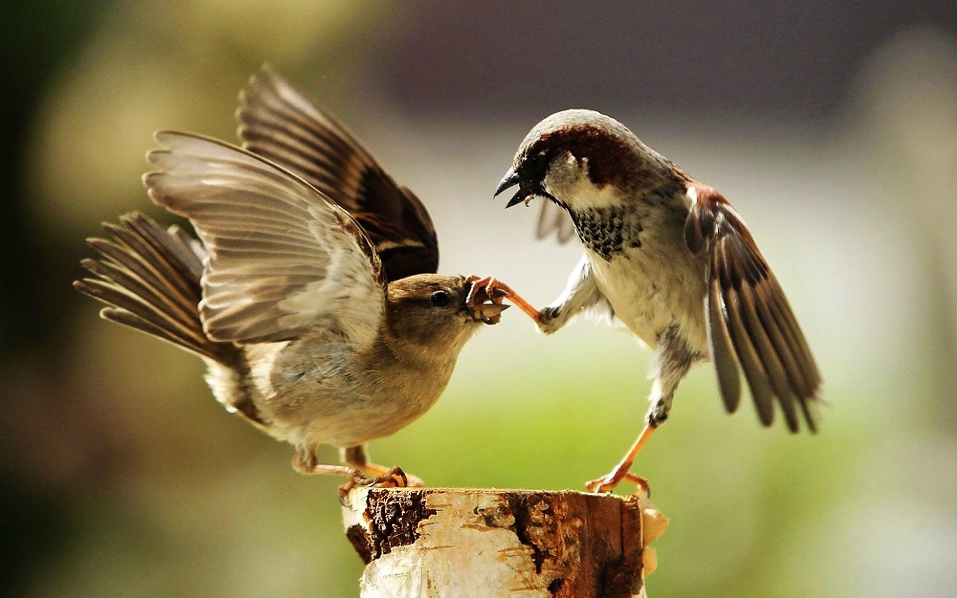 Sparrow Bird Wallpapers - Top Free Sparrow Bird Backgrounds ...