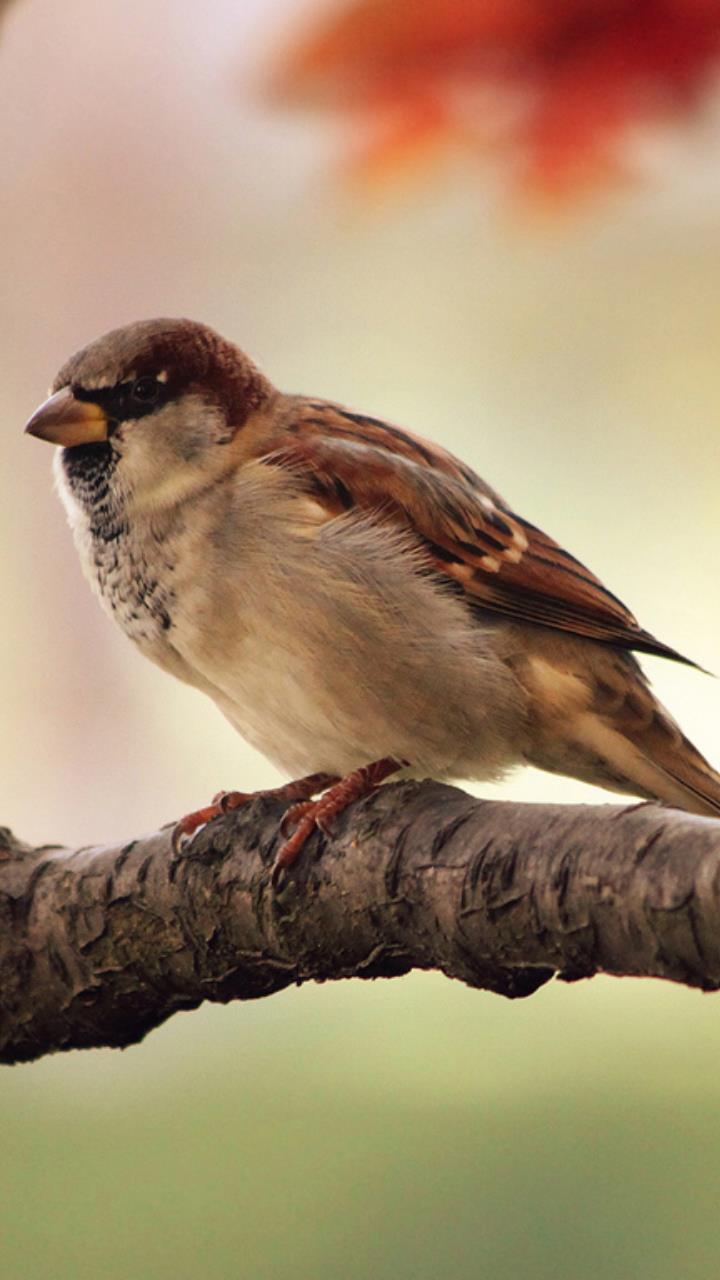 Sparrow Bird Wallpapers - Top Free Sparrow Bird Backgrounds ...