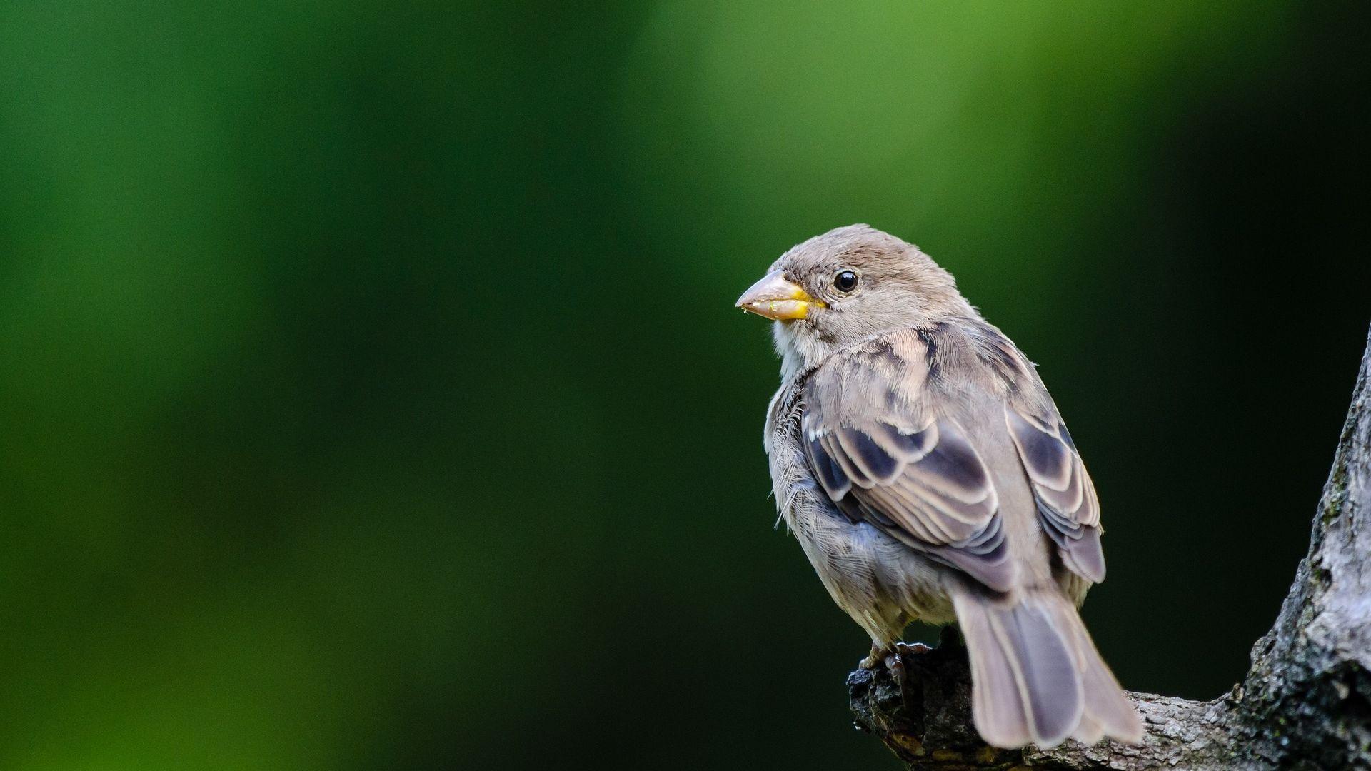Sparrow Bird Wallpapers - Top Free Sparrow Bird Backgrounds ...