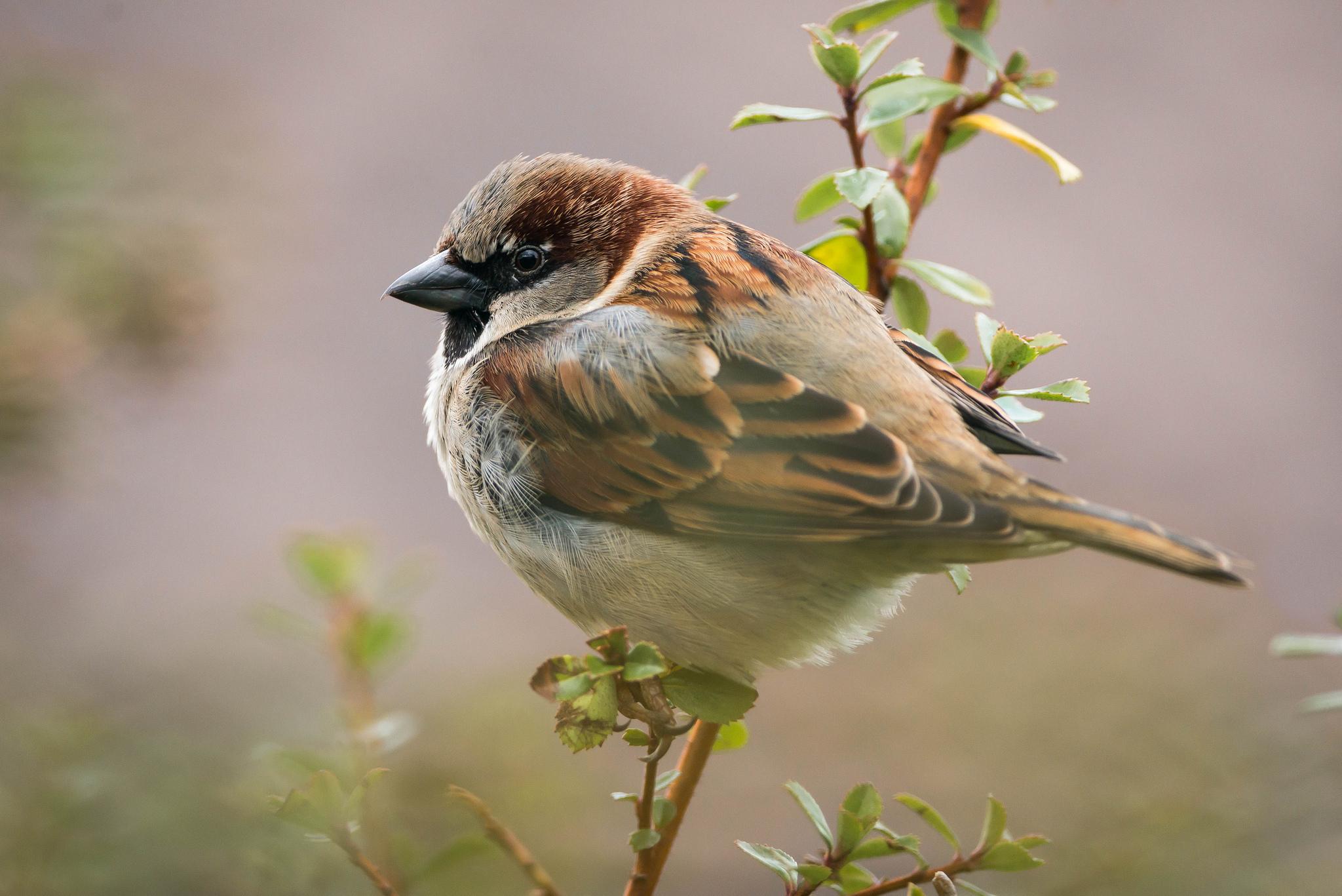 Sparrow Bird Wallpapers - Top Free Sparrow Bird Backgrounds ...