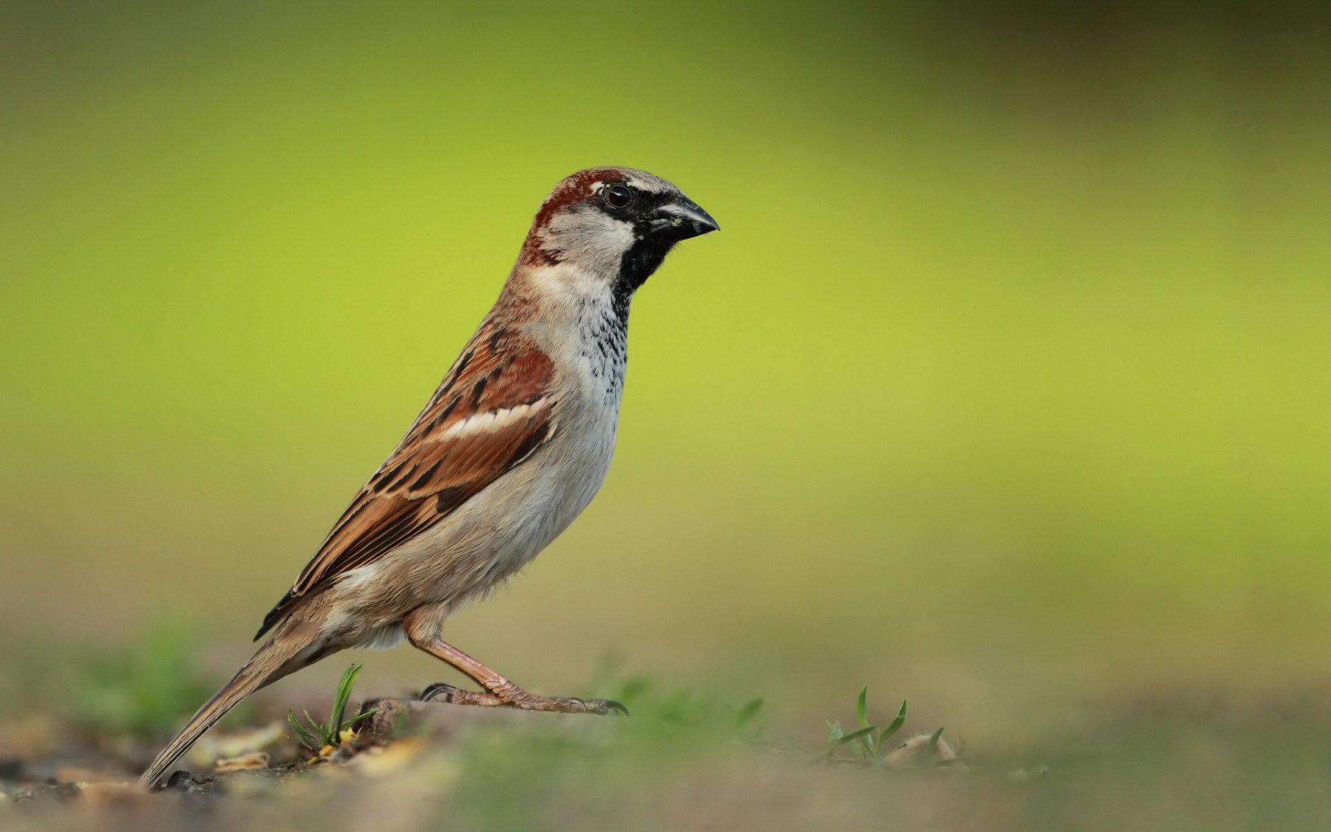 Sparrow Bird Wallpapers - Top Free Sparrow Bird Backgrounds ...