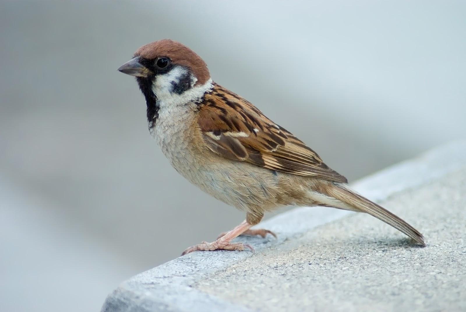 Sparrow Bird Wallpapers - Top Free Sparrow Bird Backgrounds ...