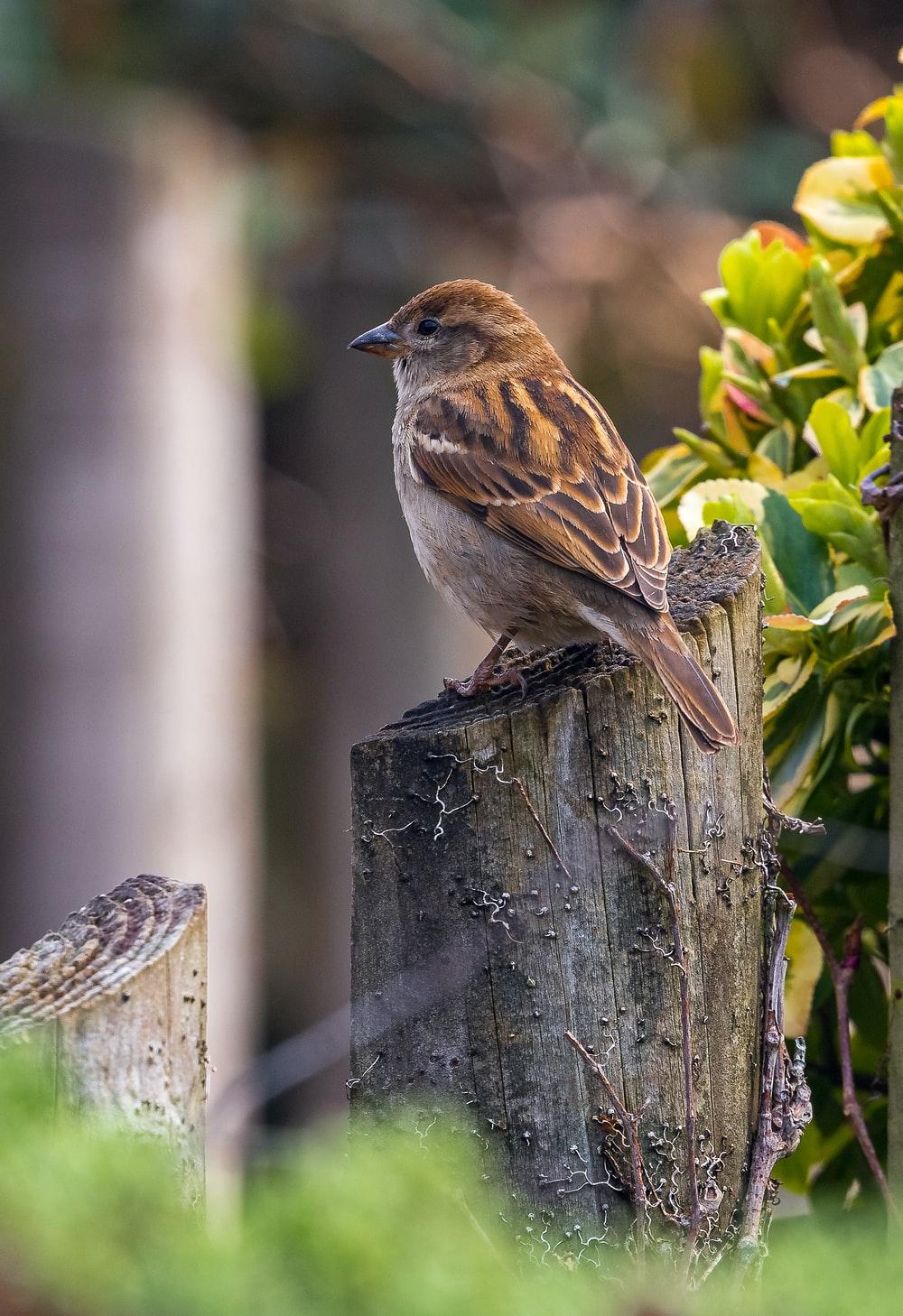Sparrow Bird Wallpapers - Top Free Sparrow Bird Backgrounds ...