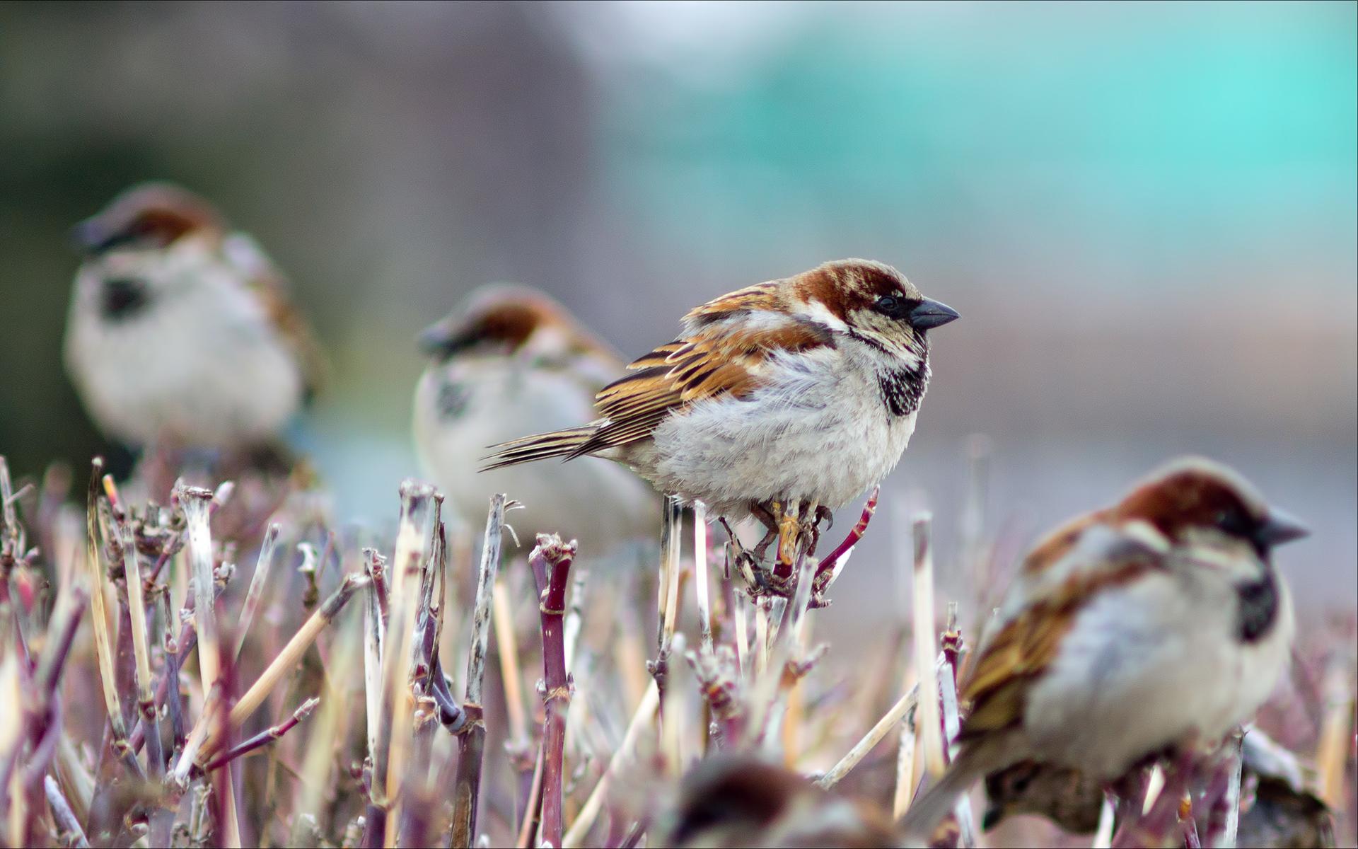 Sparrow Bird Wallpapers - Top Free Sparrow Bird Backgrounds ...